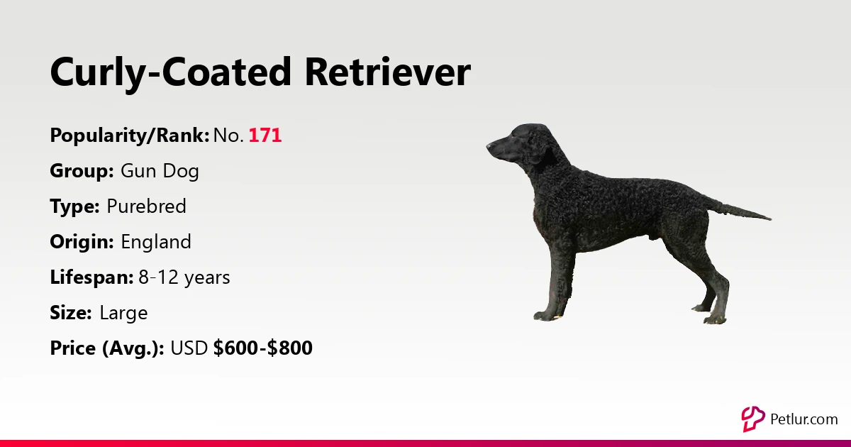 Curly-Coated Retriever Dog Breed Info, Size, Price, Height | Petlur