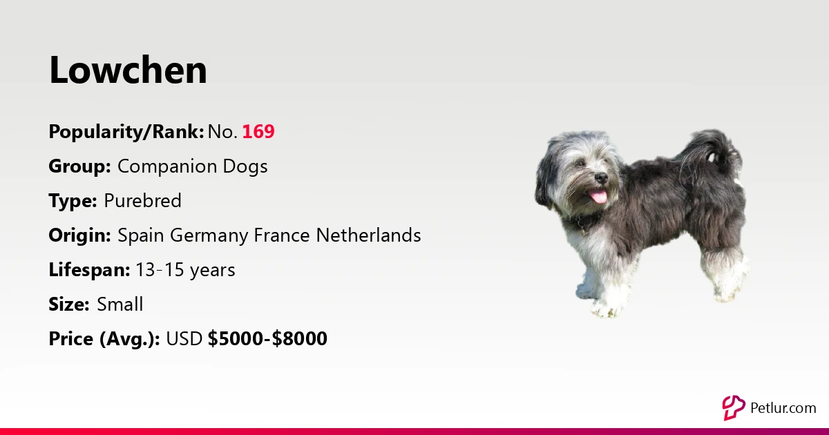 Lowchen Dog Breed Info, Size, Price, Height | Petlur