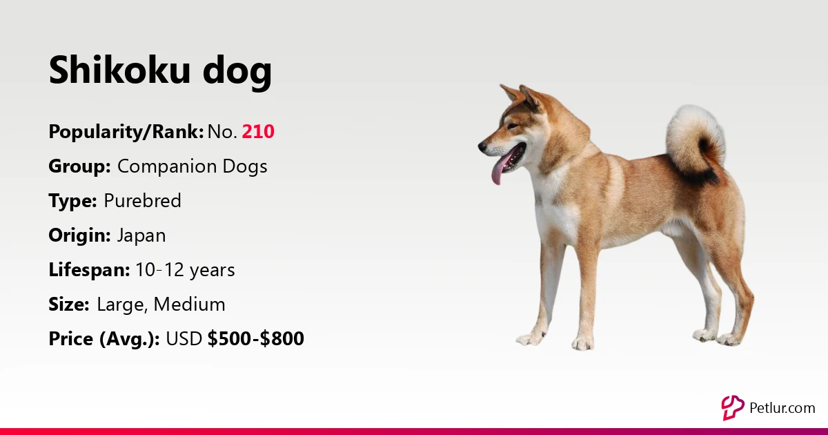 Shikoku dog Dog Breed Info, Size, Price, Height | Petlur