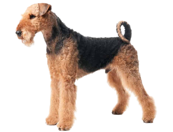 Airedale Terrier Dog Breed Info, Size, Price, Height | Petlur