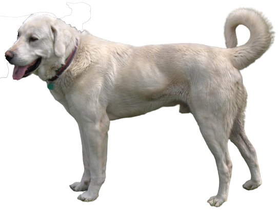 Akbash Dog Dog Breed Info, Size, Price, Height | Petlur