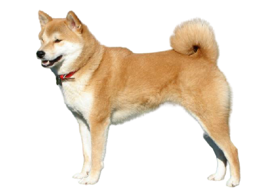 Japan Dog Breeds Informarion, List of Dog Breeds by Type, Group ...