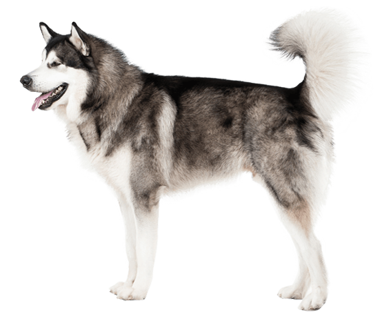 Alaskan Malamute Dog Breed Info, Size, Price, Height | Petlur
