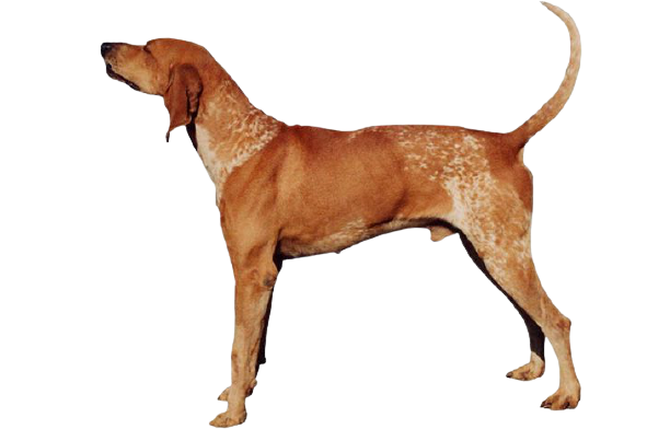 American English Coonhound Dog Breed Info, Size, Price, Height | Petlur