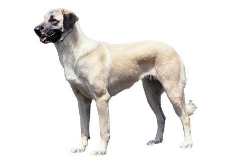 Are Anatolian Shepherds Hypoallergenic