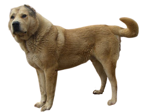 Armenian Gampr dog Dog Breed Info, Size, Price, Height | Petlur
