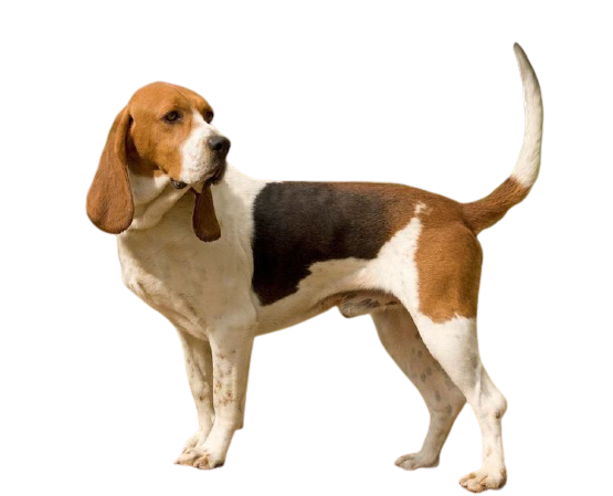 Artois Hound Dog Breed Info, Size, Price, Height | Petlur