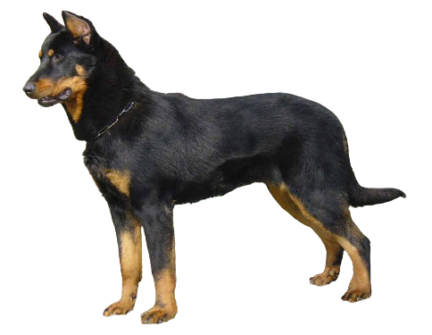 Beauceron Dog Breed Info, Size, Price, Height | Petlur