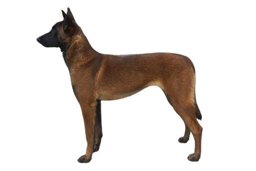 Belgian Malinois Dog Breed Info, Size, Price, Height | Petlur