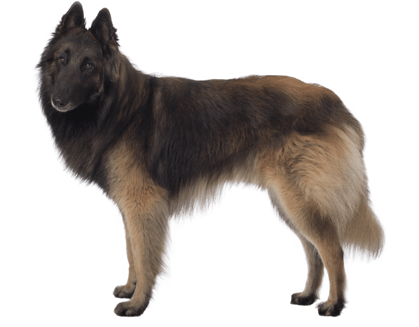 Belgian Tervuren Dog Breed Info, Size, Price, Height | Petlur