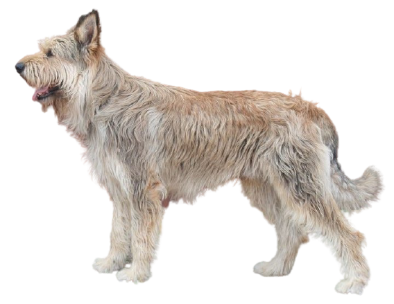 Berger Picard Dog Breed Info, Size, Price, Height | Petlur