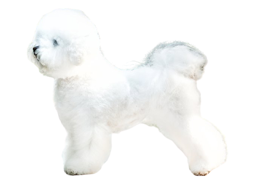 Bichon Frise Dog Breed Info, Size, Price, Height | Petlur
