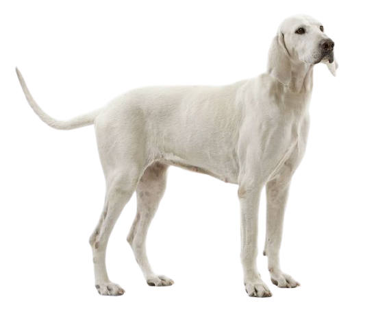 Billy Dog Breed Info, Size, Price, Height | Petlur