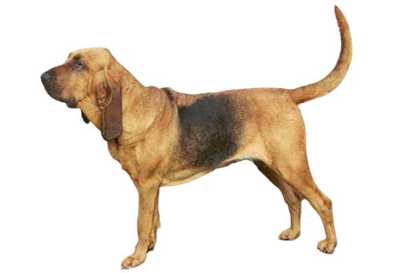 Bloodhound Dog Breed Info, Size, Price, Height | Petlur