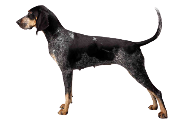 Bluetick Coonhound Dog Breed Info, Size, Price, Height | Petlur