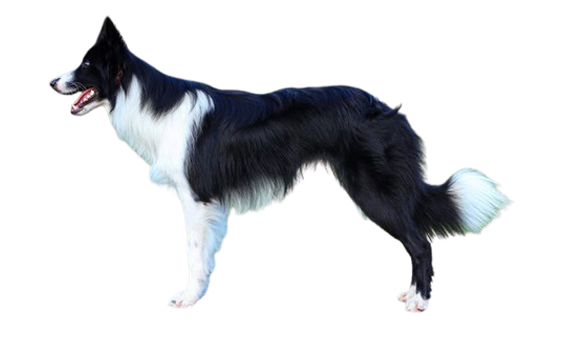 Border Collie Dog Breed Info, Size, Price, Height | Petlur