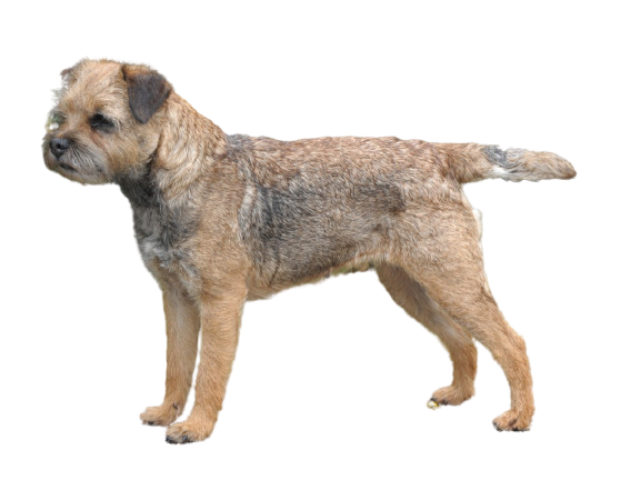 What Is The Average Weight Of A Border Terrier
