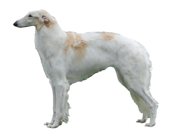 Index of /storage/app/public/breeds/dog/