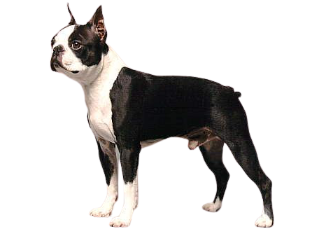 Boston Terrier Dog Breed Info, Size, Price, Height | Petlur