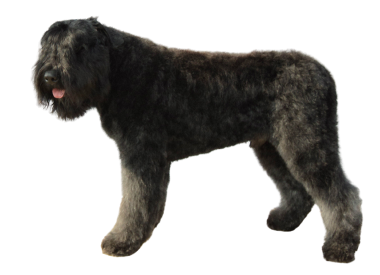 Bouvier des Flandres Dog Breed Info, Size, Price, Height | Petlur