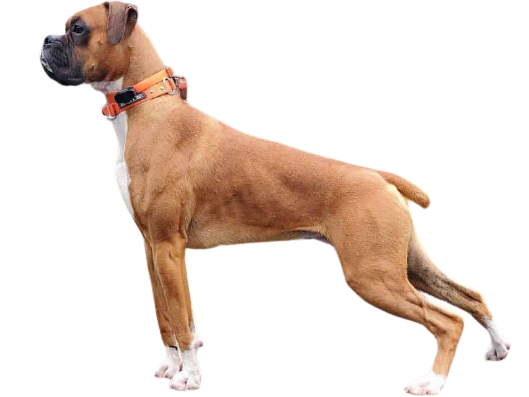 Boxer Dog Breed Info, Size, Price, Height | Petlur