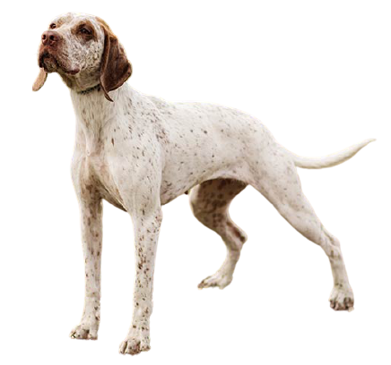 Braque du Puy Dog Breed Info, Size, Price, Height | Petlur