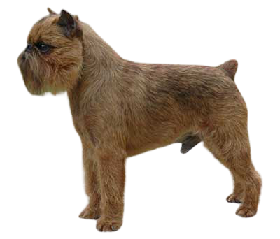 Brussels Griffon Dog Breed Info, Size, Price, Height | Petlur