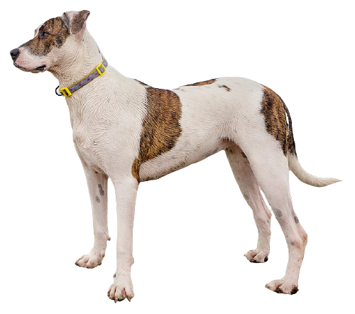 Bull Arab Dog Breed Info, Size, Price, Height | Petlur