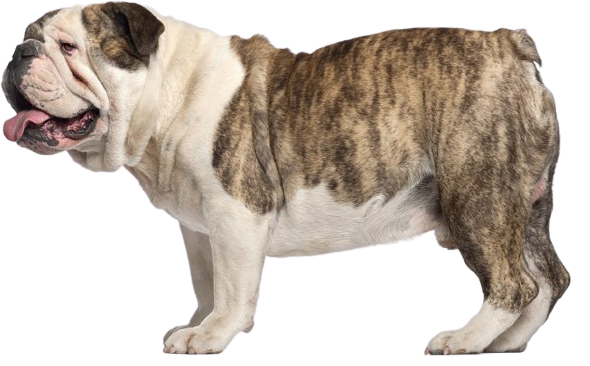 Dog Breeds Informarion, (A-Z) List of All Dog Breeds by Type, Group ...