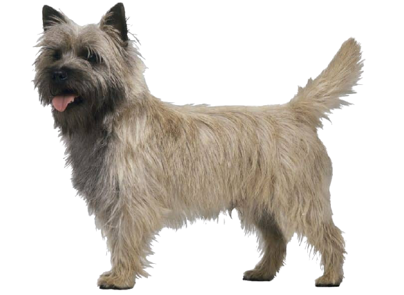 Cairn Terrier Dog Breed Info, Size, Price, Height | Petlur