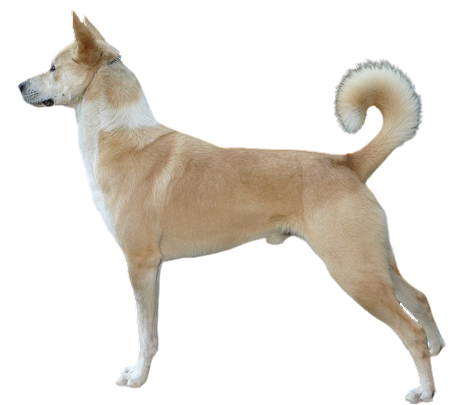 Canaan Dog Dog Breed Info, Size, Price, Height | Petlur