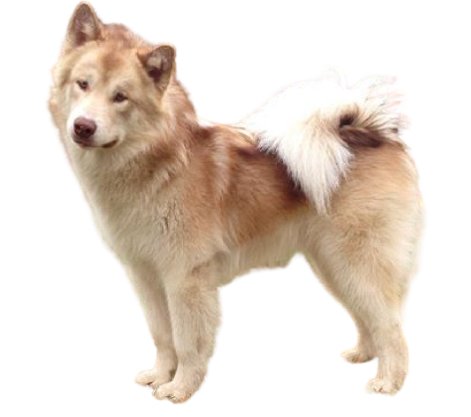Canadian Eskimo Dog Dog Breed Info, Size, Price, Height | Petlur