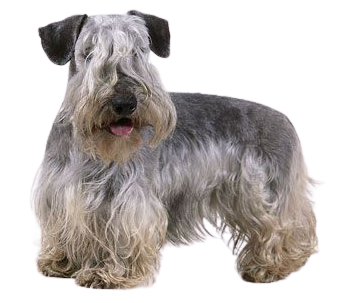 Cesky Terrier Dog Breed Info, Size, Price, Height | Petlur