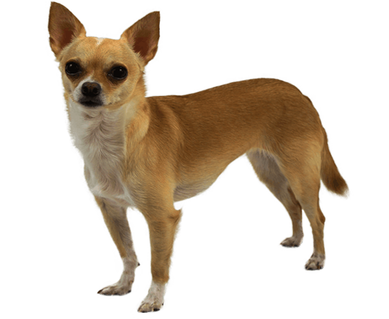 Chihuahua Dog Breed Info, Size, Price, Height | Petlur