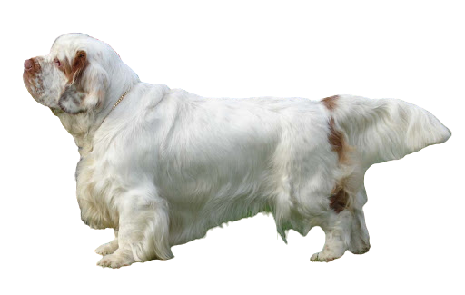 Clumber Spaniel Dog Breed Info, Size, Price, Height | Petlur