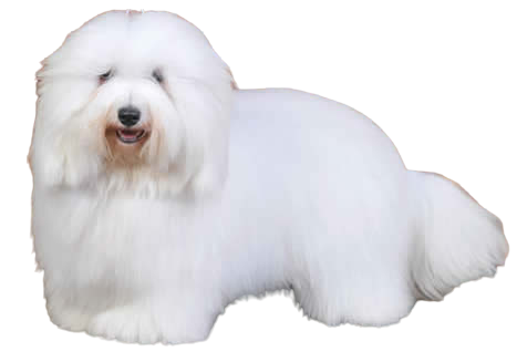 Coton de Tulear Dog Breed Info, Size, Price, Height | Petlur