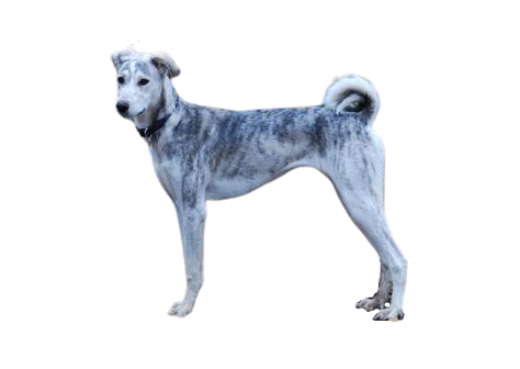 Cretan Hound Dog Breed Info, Size, Price, Height | Petlur