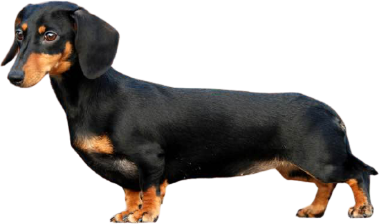 White Dog Breeds Informarion, List of Dog Breeds by Type, Group ...