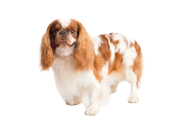 English Toy Spaniel Dog Breed Info, Size, Price, Height | Petlur