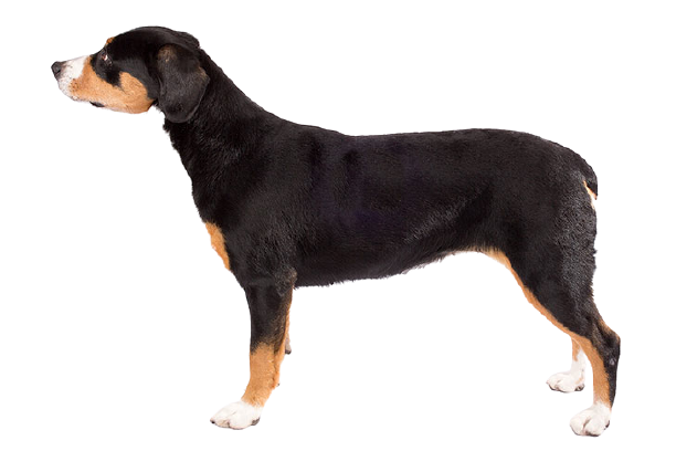 Entlebucher Mountain Dog Dog Breed Info, Size, Price, Height | Petlur
