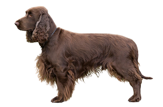 Field Spaniel Dog Breed Info, Size, Price, Height | Petlur