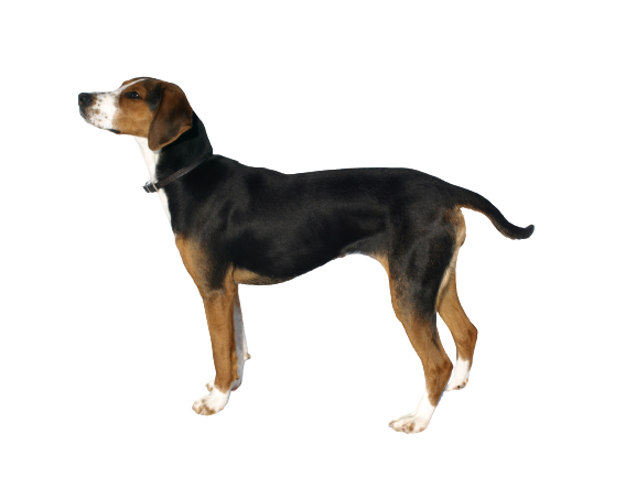 Finnish Hound Dog Breed Info, Size, Price, Height | Petlur