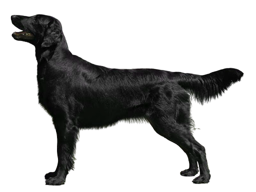Flat-Coated Retriever Dog Breed Info, Size, Price, Height | Petlur
