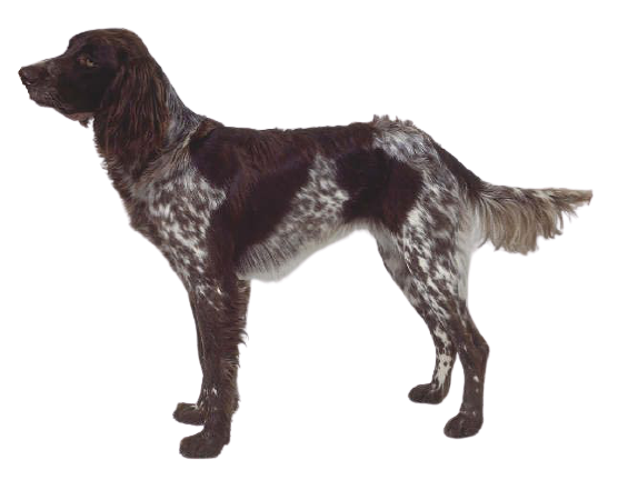 German Longhaired Pointer Dog Breed Info, Size, Price, Height | Petlur